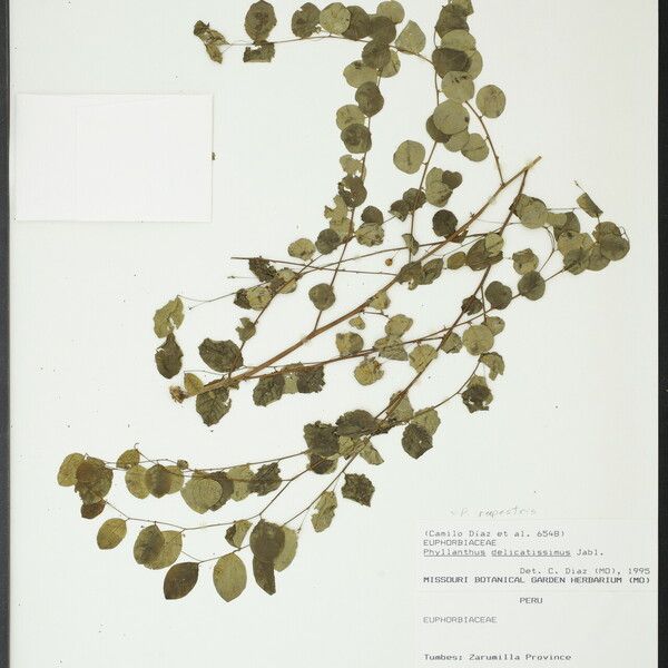 Phyllanthus Rupestris Plant Care & How to Grow, Water