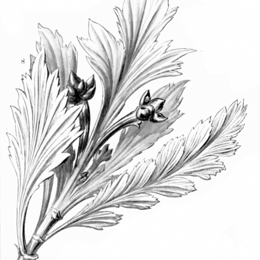 Celery-Top Pine (Phyllocladus Aspleniifolius) Care Guide: Water, Soil ...