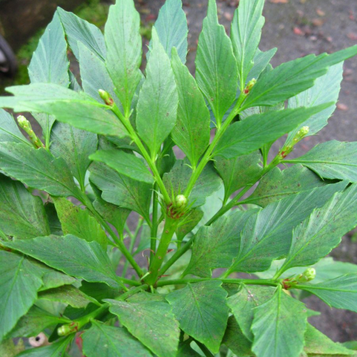 Celery Pine (Phyllocladus Hypophyllus) Care Guide: Water, Soil ...