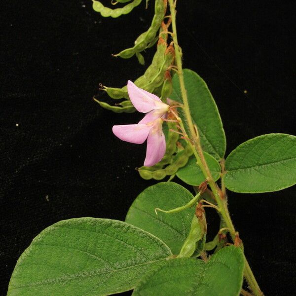 Phyllodium Elegans Plant Care & How to Grow, Water