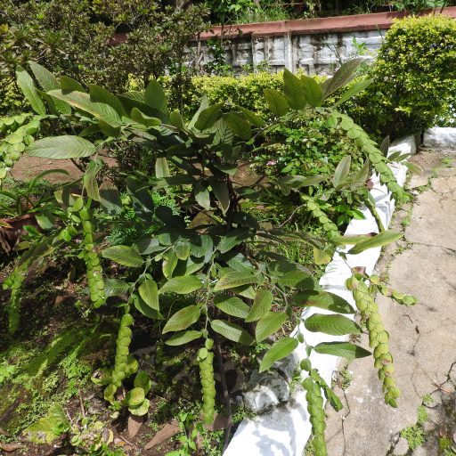 Pangolan (Phyllodium Pulchellum) Plant Care & How to Grow, Water