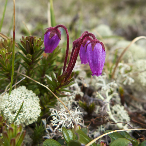 Blue Mountain Heath (Phyllodoce Caerulea) Plant Care & How to Grow, Water