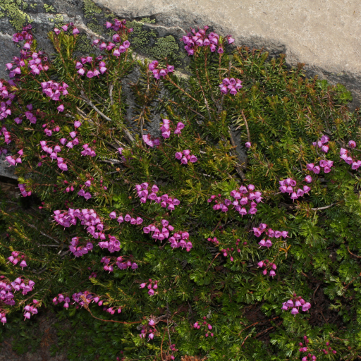Pink Mountainheath (Phyllodoce Empetriformis) Plant Care & How to Grow ...