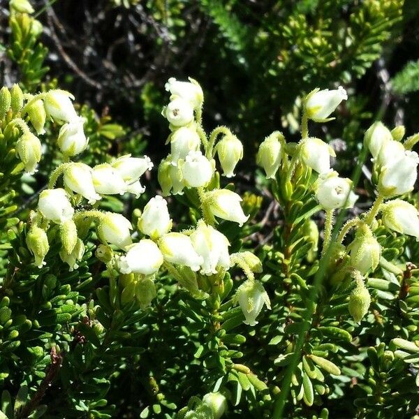 Yellow Mountain-Heath (Phyllodoce Glanduliflora) Plant Care & How to ...