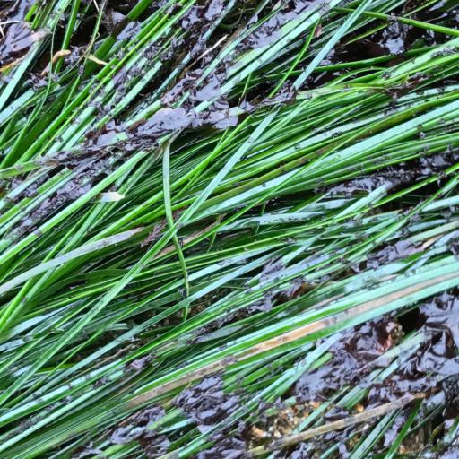 Torrey's Surfgrass (Phyllospadix Torreyi) Plant Care & How to Grow, Water