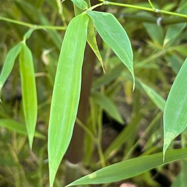 Phyllostachys Acuta Plant Care & How to Grow, Water