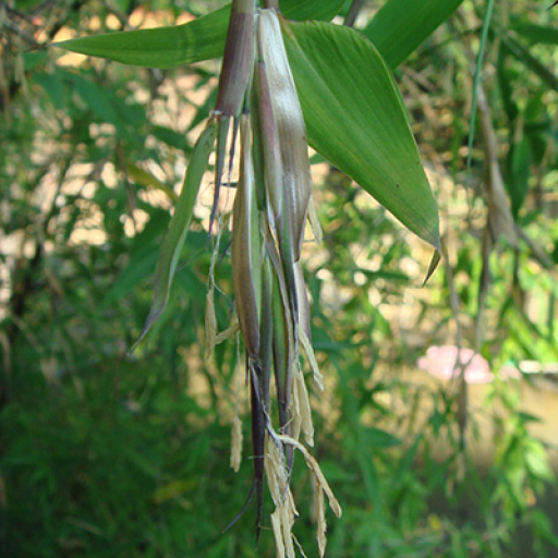 Phyllostachys Glauca Plant Care & How to Grow, Water
