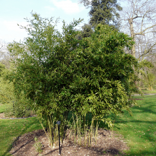 Big-Node Bamboo (Phyllostachys Nidularia) Plant Care & How to Grow, Water