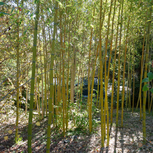 Chinese Timber Bamboo (Phyllostachys Vivax) Care Guide: Water, Soil ...