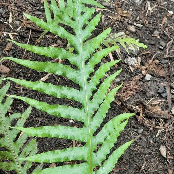 Phymatosorus Commutatus Care Guide: Water, Soil & Propagation - Plantiary