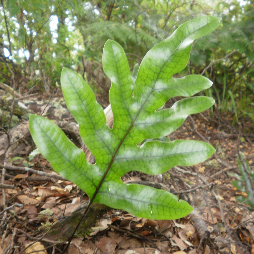 Hound's Tongue Fern (Phymatosorus Diversifolius) Plant Care & How to ...