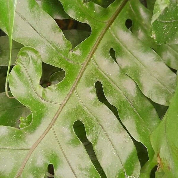 Musk Fern (Phymatosorus Grossus) Plant Care & How to Grow, Water