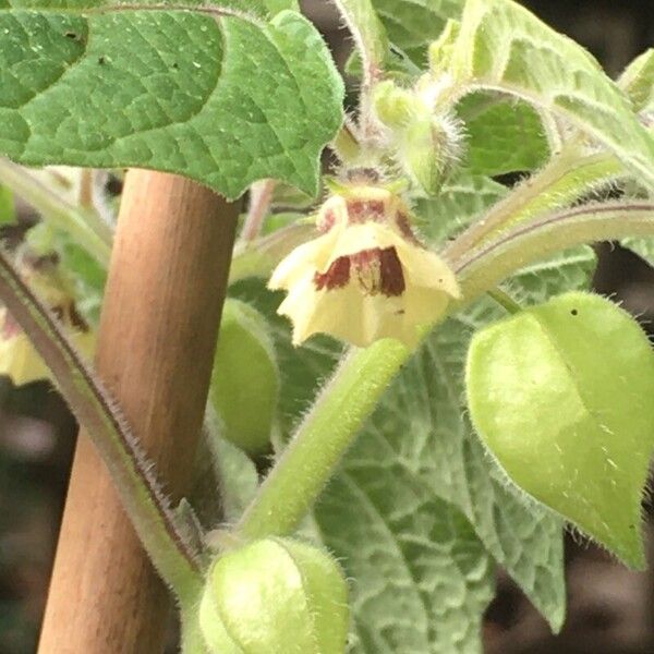 Strawberry Groundcherry (Physalis Grisea) Plant Care & How to Grow, Water