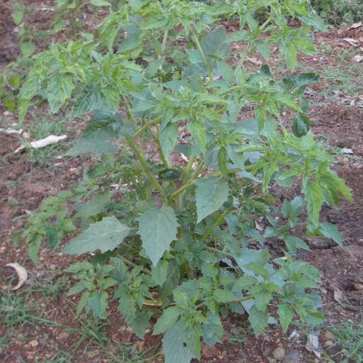 Wild Gooseberry (Physalis Minima) Plant Care & How to Grow, Water