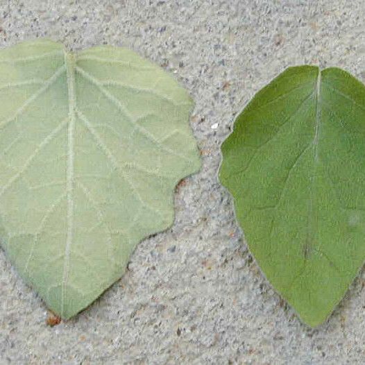 Field Groundcherry (Physalis Mollis) Plant Care & How to Grow, Water
