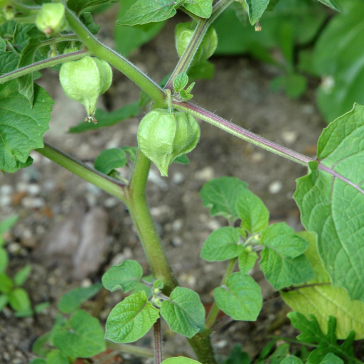 Strawberry Tomato (Physalis Pruinosa) Care Guide: Water, Soil ...