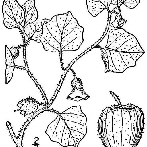 Husk Tomato (Physalis Pubescens) Plant Care & How to Grow, Water