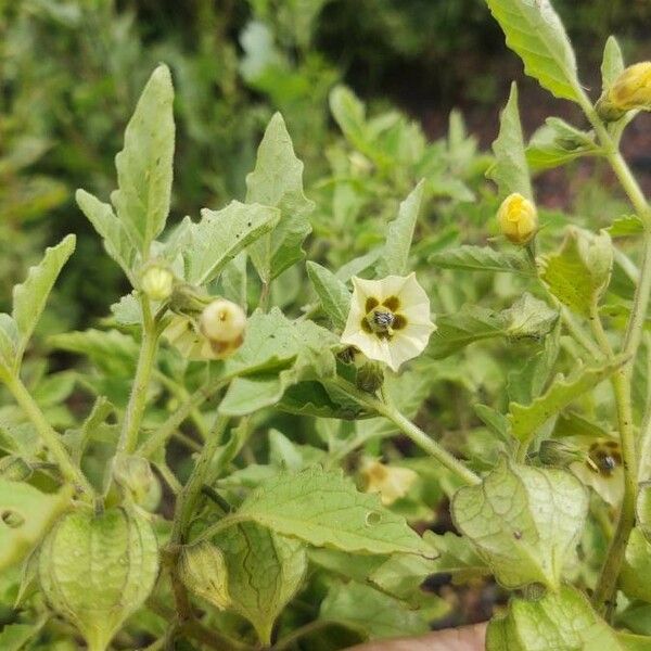 Physalis Sulphurea Plant Care & How to Grow, Water