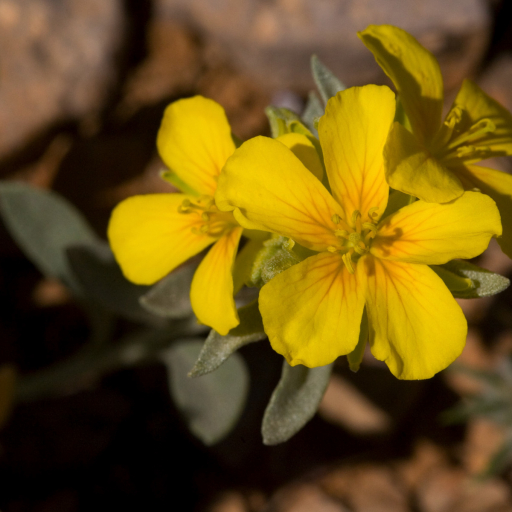 Fendler's Bladderpod (Physaria Fendleri) Plant Care & How to Grow, Water