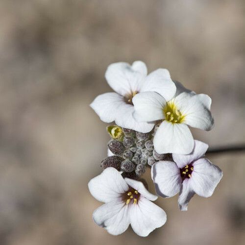 Physaria Purpurea Plant Care & How to Grow, Water