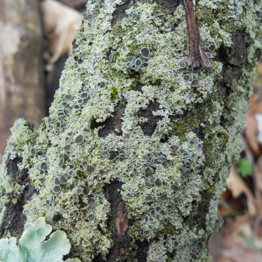 Physcia Millegrana Plant Care & How to Grow, Water