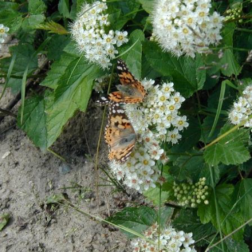 Mallow Ninebark (Physocarpus Malvaceus) Plant Care & How to Grow, Water