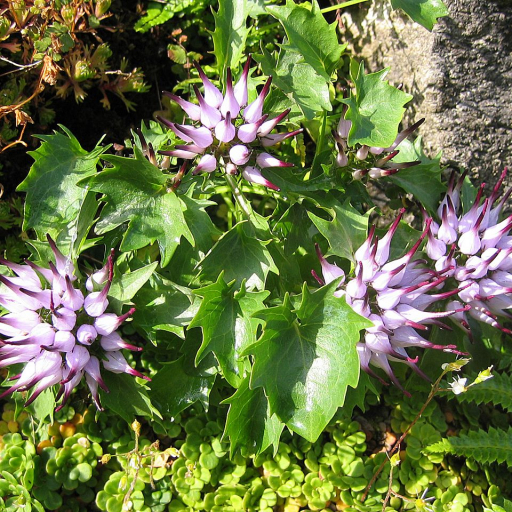 Devil's Claw (Physoplexis Comosa) Plant Care & How to Grow, Water