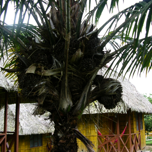 Ecuadorian Tagua Palm (Phytelephas Aequatorialis) Plant Care & How to ...