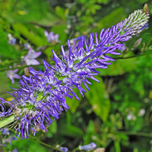Betony-leaved Rampion (Phyteuma Betonicifolium) Plant Care & How to ...