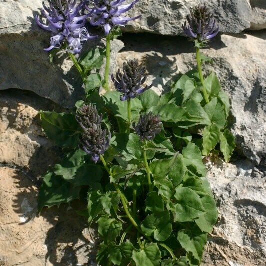 Maritime Rampion (Phyteuma Cordatum) Care Guide: Water, Soil ...