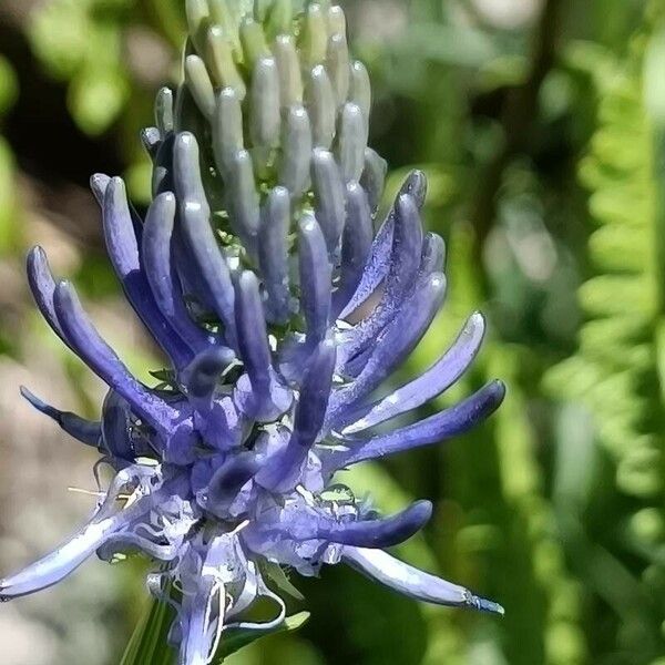 Phyteuma Gallicum Care Guide: Water, Soil & Propagation - Plantiary