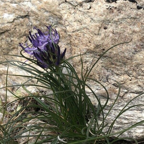 Rhaetian Rampion (Phyteuma Hedraianthifolium) Plant Care & How to Grow ...