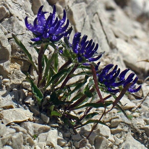 Halbkugelige Teufelskralle (Phyteuma Hemisphaericum) Plant Care & How ...