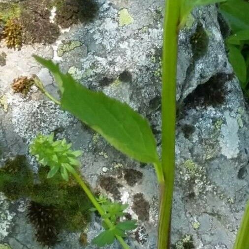 Black Rampion (Phyteuma Nigrum) Plant Care & How to Grow, Water