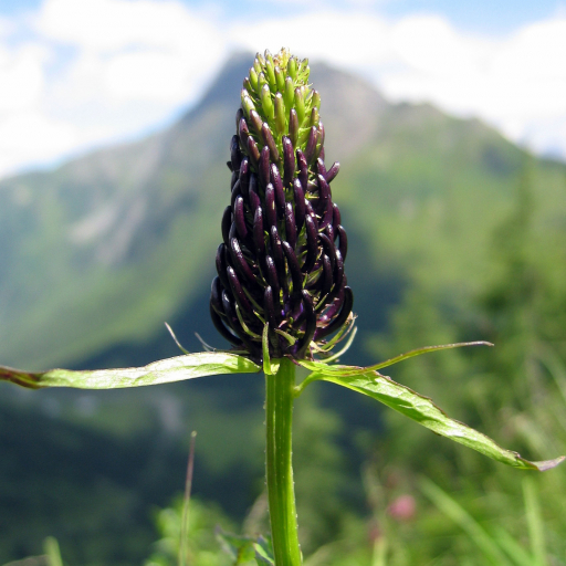 Dark Rampion (Phyteuma Ovatum) Plant Care & How to Grow, Water