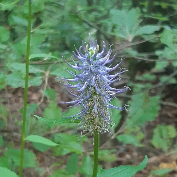 Phyteuma Persicifolium Plant Care & How to Grow, Water