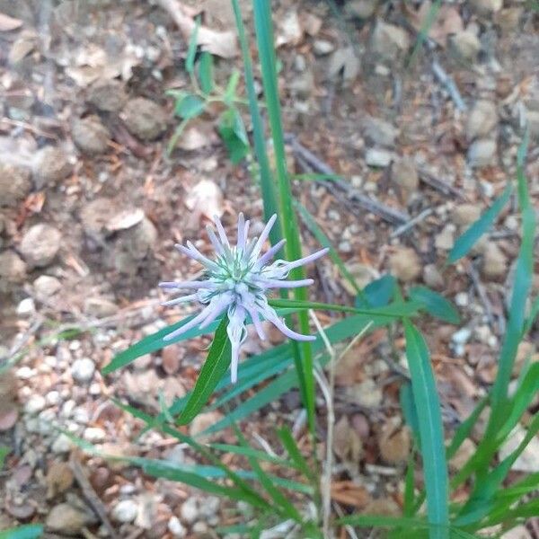 Phyteuma Serratum Plant Care & How to Grow, Water