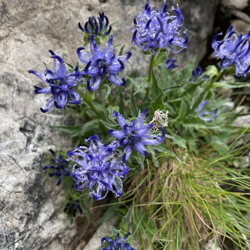 Horned Rampion (Phyteuma Sieberi) Care Guide: Water, Soil & Propagation ...