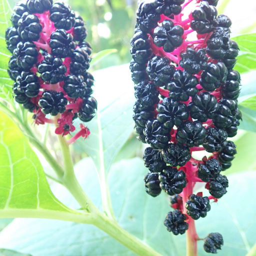 Indian Poke (Phytolacca Acinosa) Plant Care & How to Grow, Water