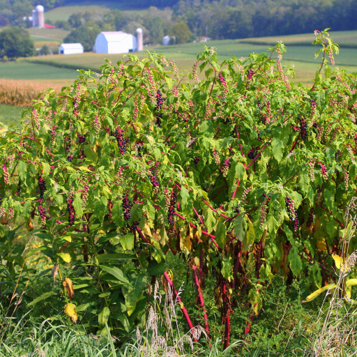American Pokeweed (Phytolacca Americana) Plant Care & How to Grow, Water