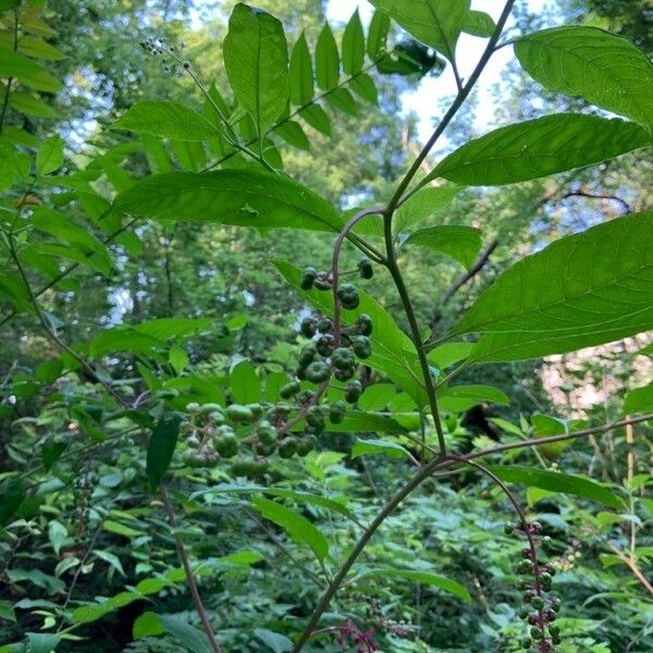 Southern Pokeweed (Phytolacca Bogotensis) Plant Care & How to Grow, Water
