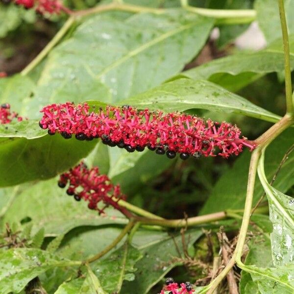 Japanese Pokeweed (Phytolacca Japonica) Care Guide: Water, Soil ...
