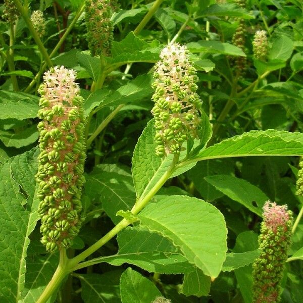 Chinese Pokeweed (Phytolacca Polyandra) Care Guide: Water, Soil ...
