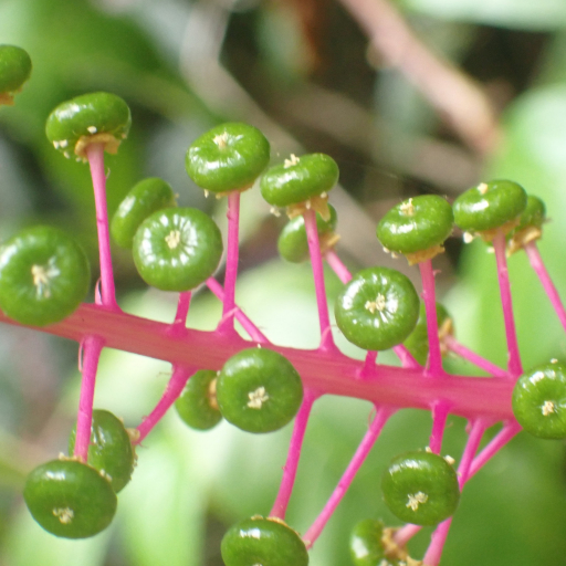 Purple Heart (Phytolacca Rivinoides) Plant Care & How to Grow, Water