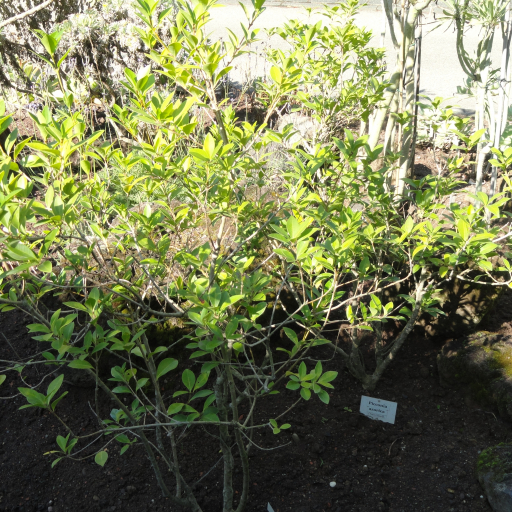 Pau-Branco (Picconia Azorica) Care Guide: Water, Soil & Propagation ...