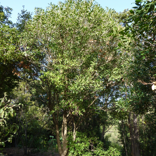 Picconia Excelsa Plant Care & How to Grow, Water