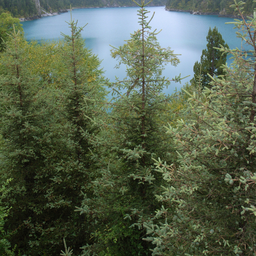 Orange Spruce (Picea Asperata) Plant Care & How to Grow, Water