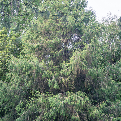 Sargent's Spruce (Picea Brachytyla) Plant Care & How to Grow, Water