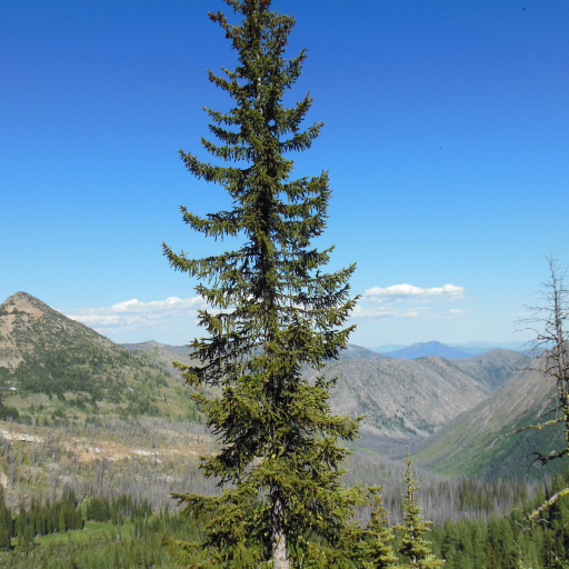 Engelmann Spruce (Picea Engelmannii) Plant Care & How to Grow, Water