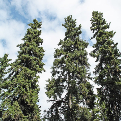 White Spruce (Picea Laxa) Plant Care & How to Grow, Water